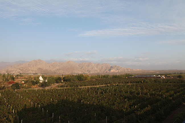 A guide to Chinese wine regions, Chinese vineyard | Decanter China 醇鉴中国